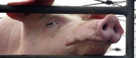 Голямата и малката свинщина